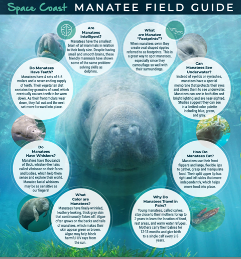 Space Coast Manatee Field Guide > Brevard Indian River Lagoon Coalition