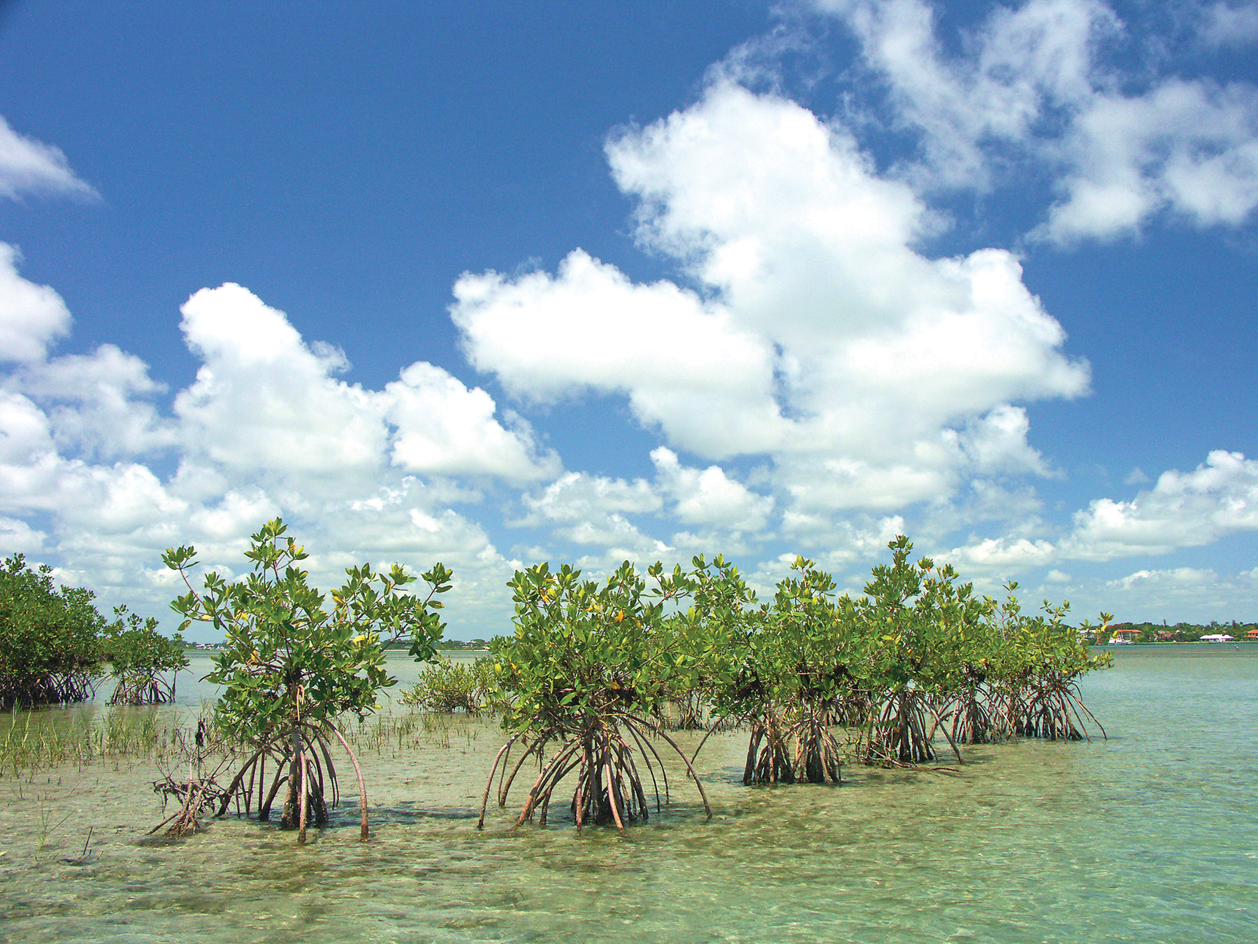 Lagoon Facts > Brevard Indian River Lagoon Coalition