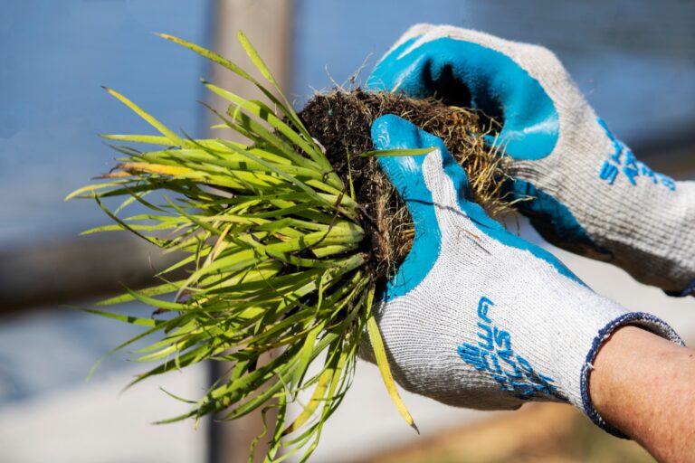 Habitat Restoration > Brevard Indian River Lagoon Coalition